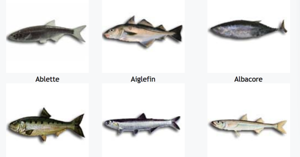 Cachez-moi cete liste de poissons cachers sur Wikipedia que je ne ...